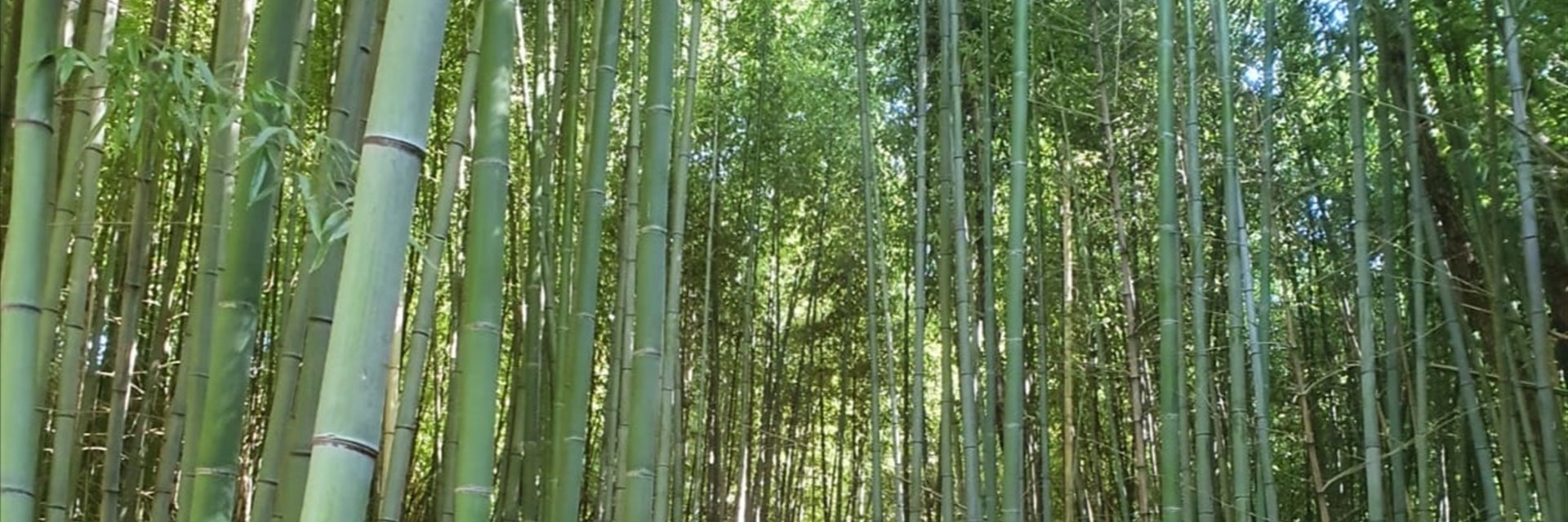 Cervignano del Friuli